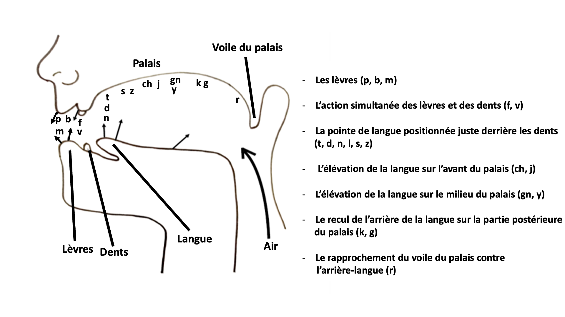 La production des sons de la parole : comment ça marche ? | CléPsy